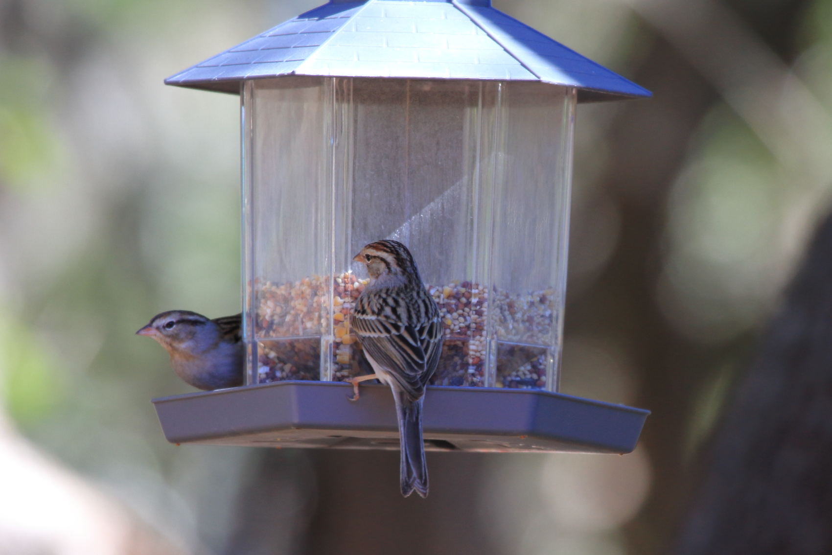 Canyon Lake Birds – Feb. 2021 | David DeMartini actual