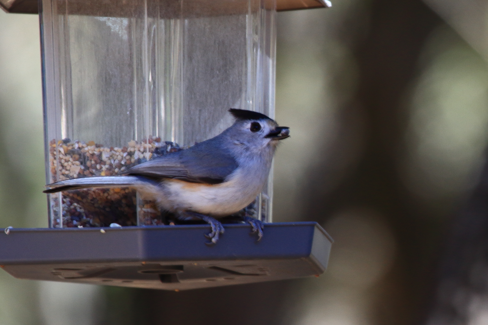 Canyon Lake Birds – Feb. 2021 | David DeMartini actual
