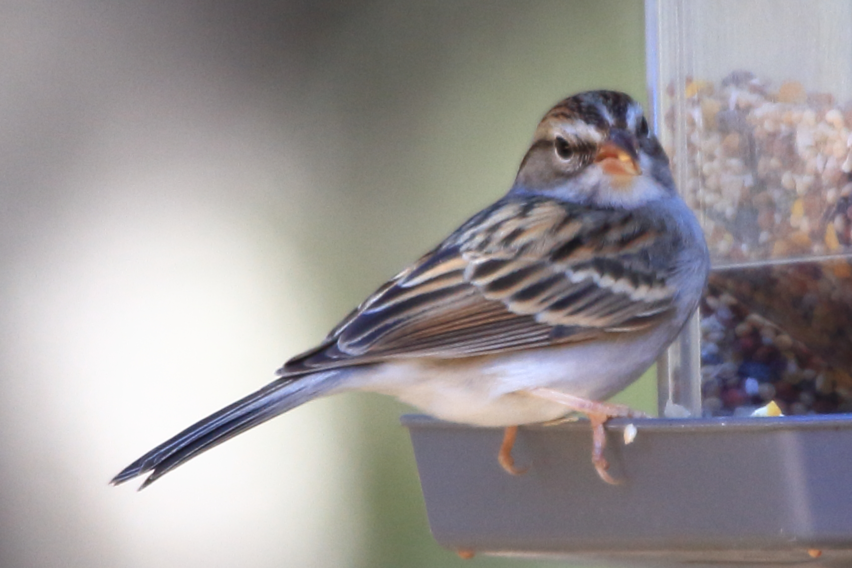 Canyon Lake Birds – Feb. 2021 | David DeMartini actual
