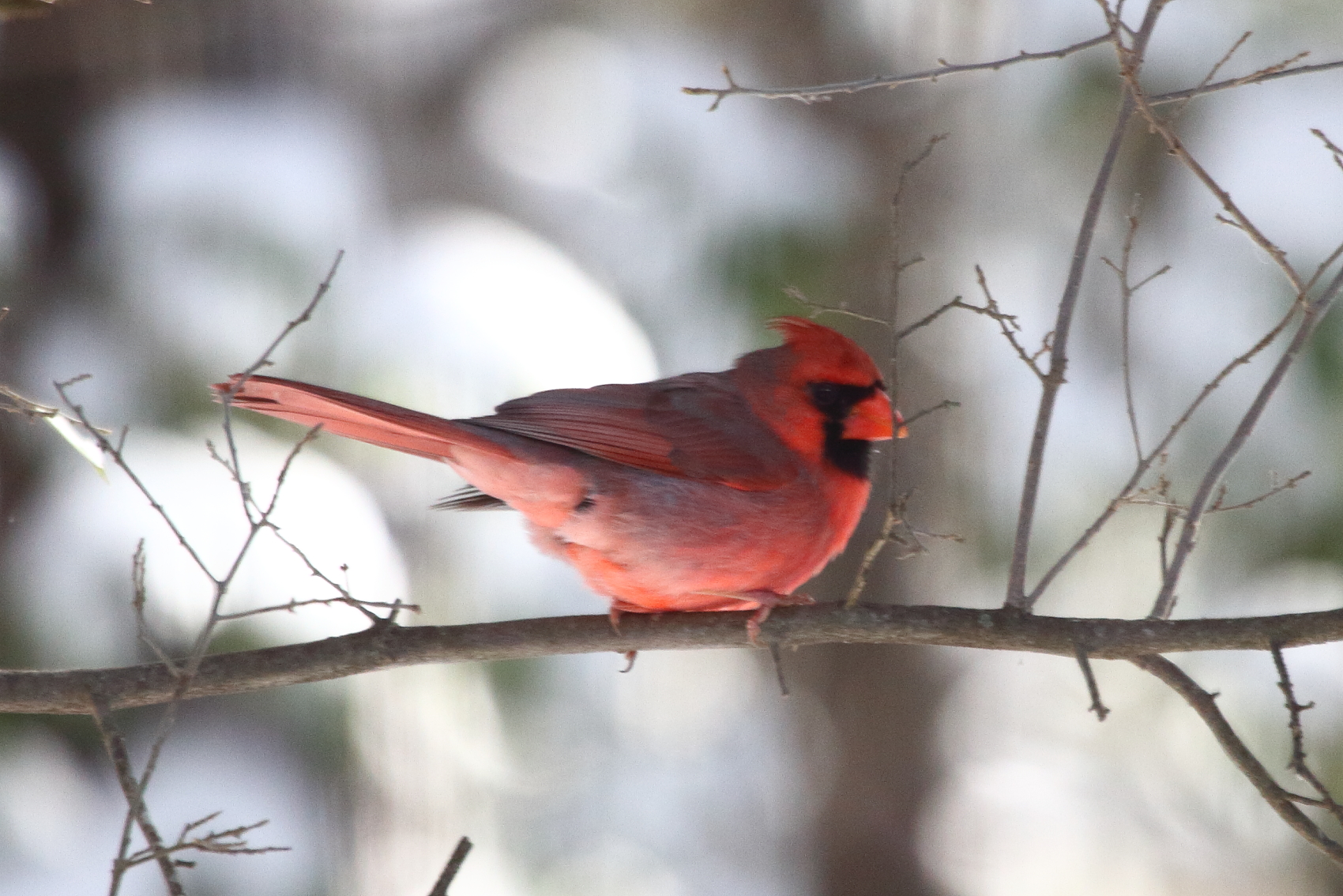 Canyon Lake Birds – Feb. 2021 | David DeMartini actual