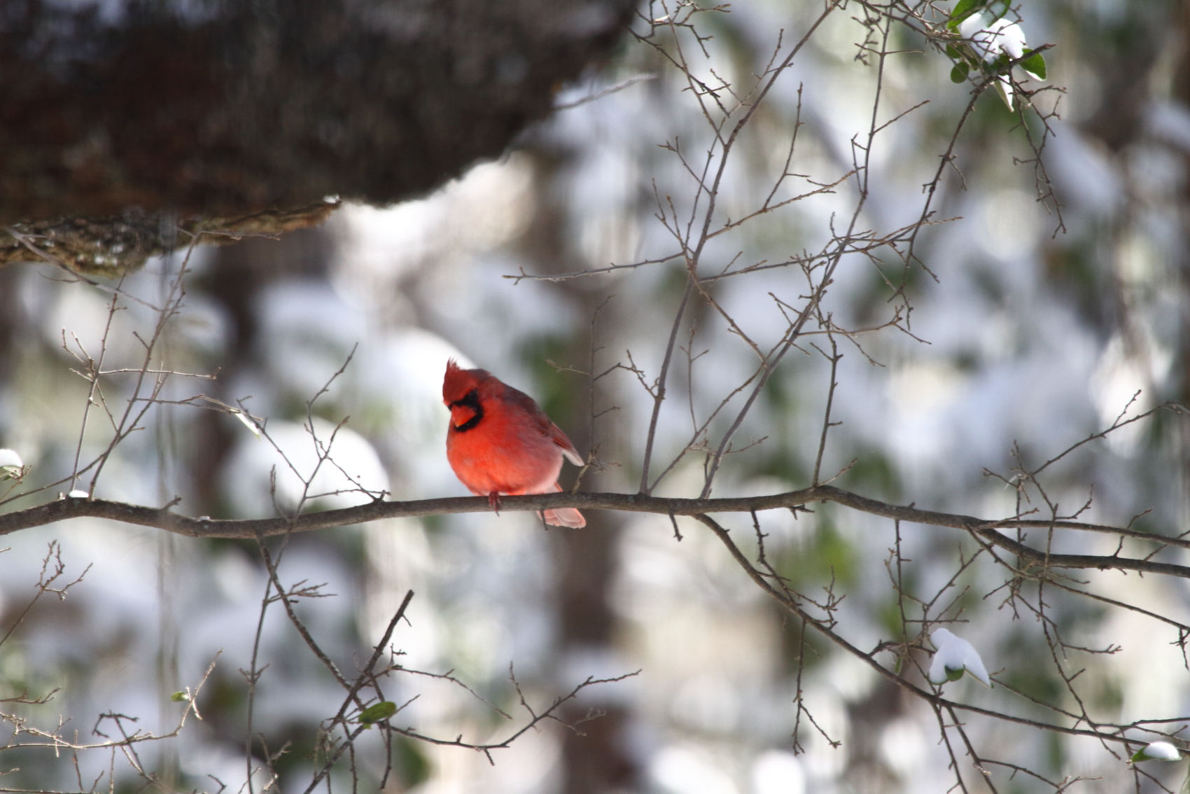 Canyon Lake Birds – Feb. 2021 | David DeMartini actual