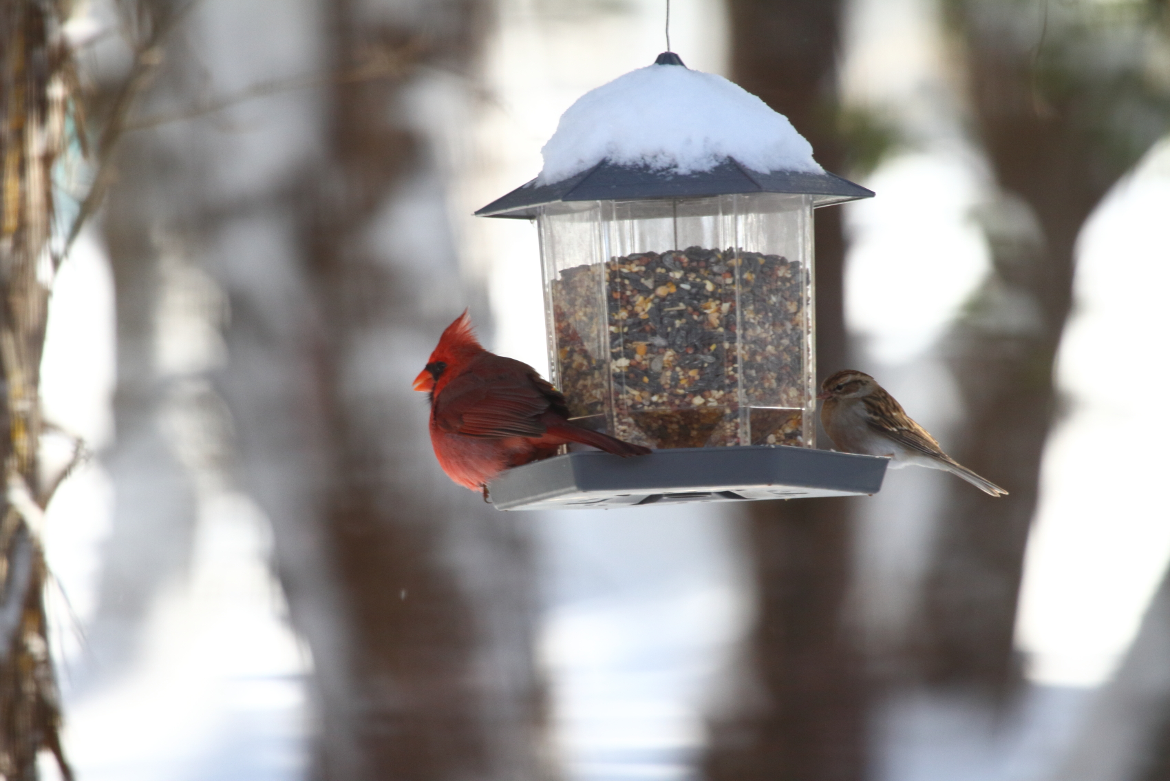 Canyon Lake Birds – Feb. 2021 | David DeMartini actual