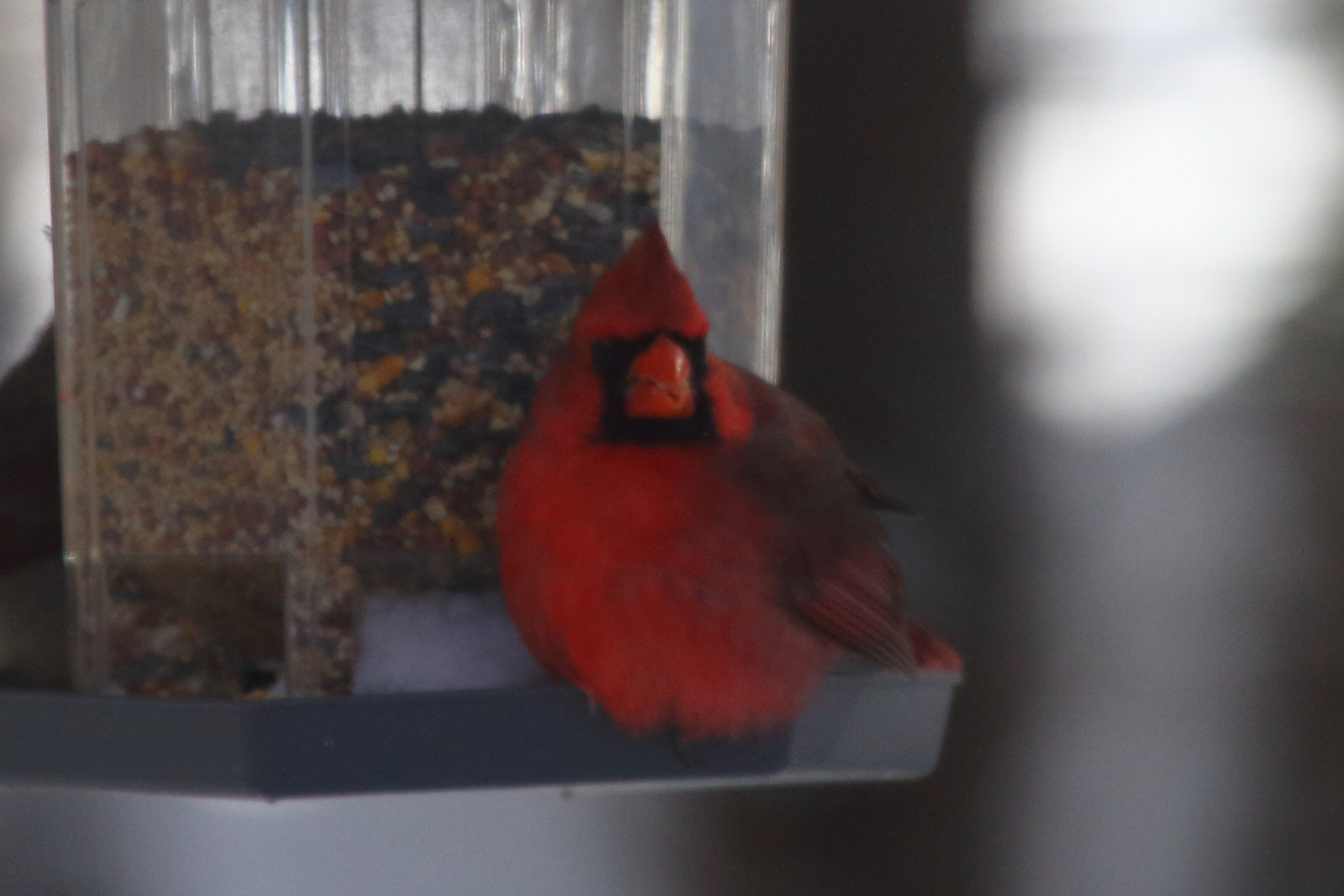 Canyon Lake Birds – Feb. 2021 | David DeMartini actual